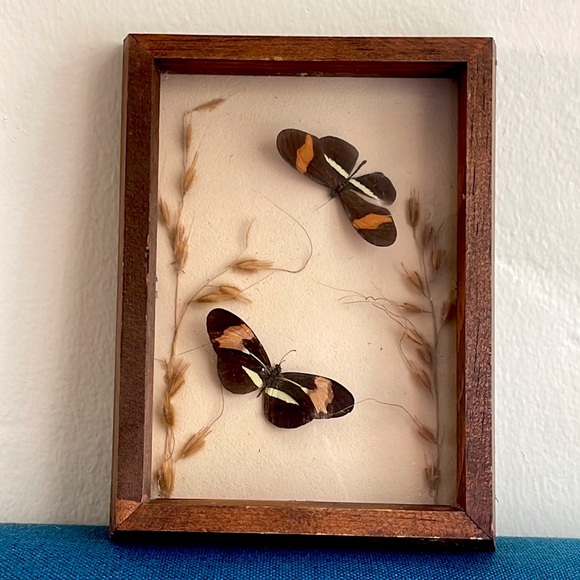 Vintage | Accents | Vintage Framed Butterflies Taxidermy Shadowbox ...